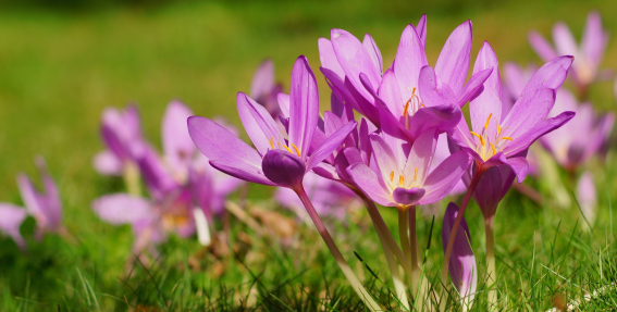 Kartupeļu un siera kroketes — Santa